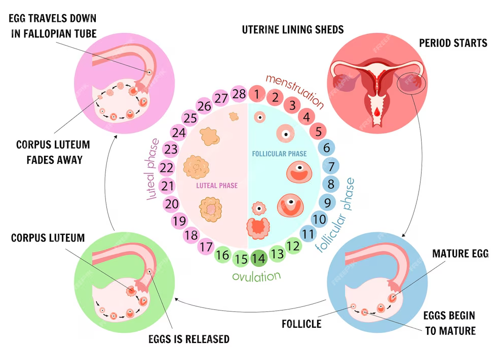 Female Anatomy: This Is The Best Comprehensive Guide - Sezium