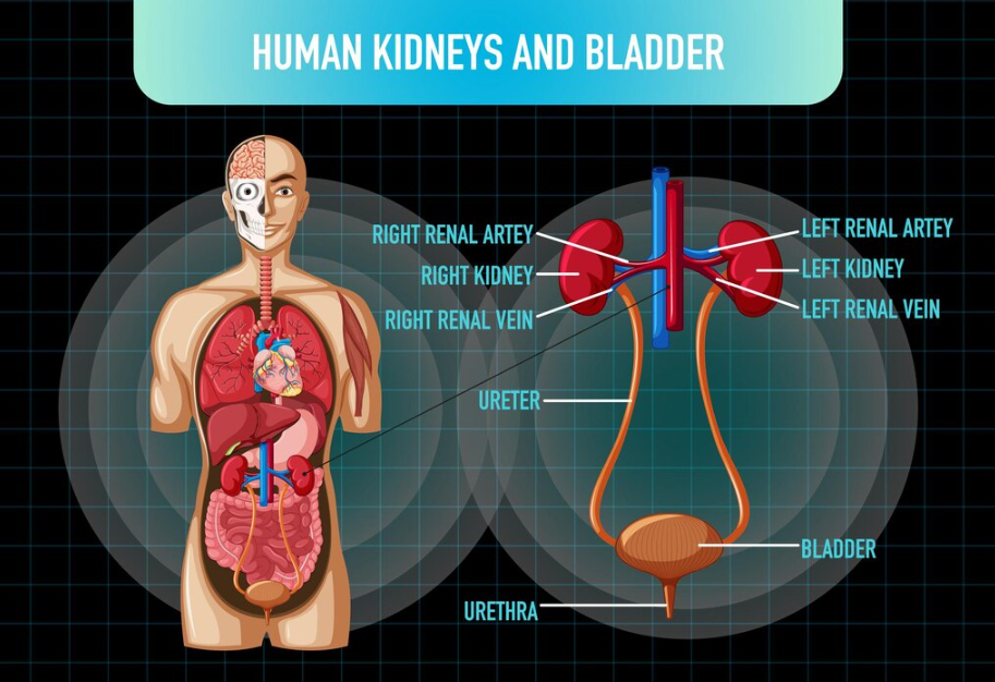 Male Anatomy: The New Comprehensive Guide - Sezium