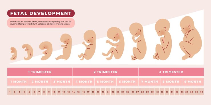 The Evolution Of The Human Development: The Best New Guide - Sezium